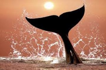 Super-Raft Whale Watching Experience | Hawaii Adventure Center