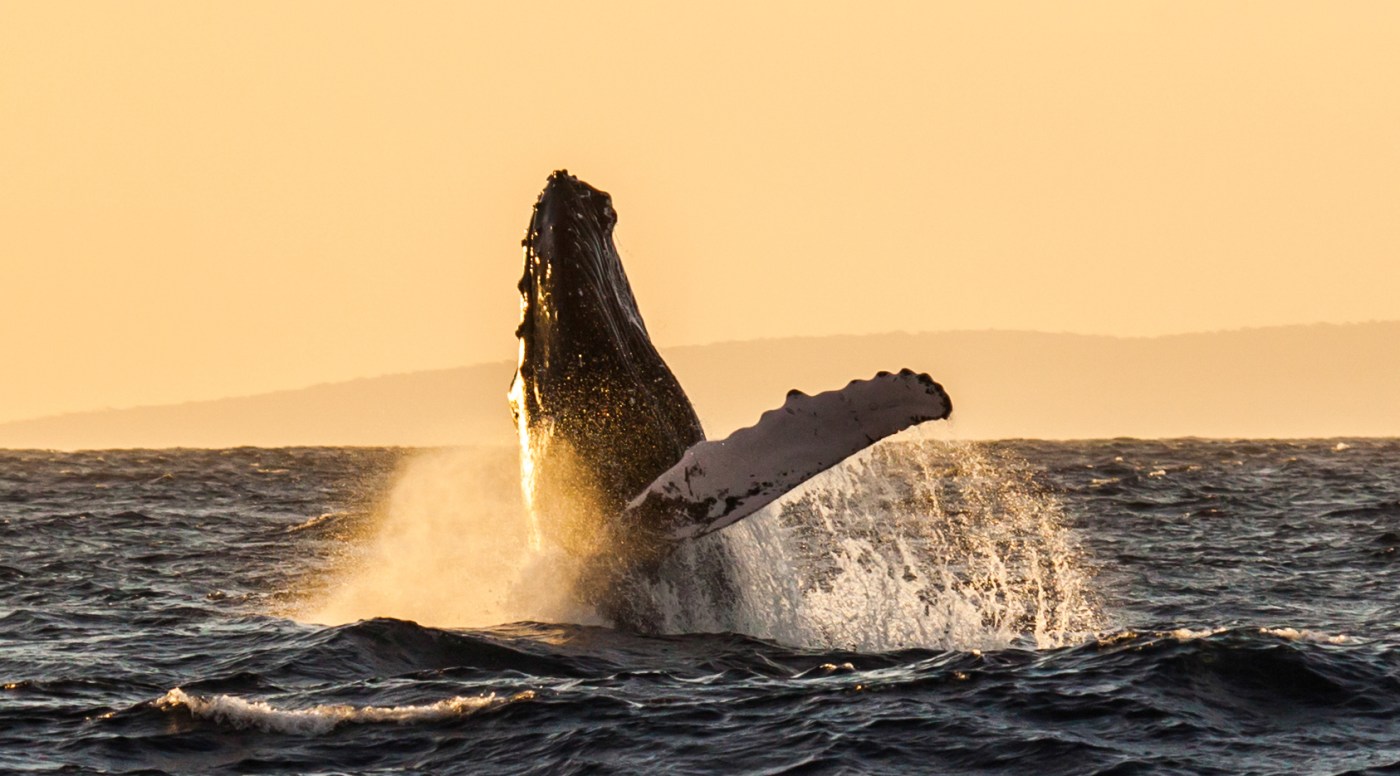 Sunset Dinner & Whale Watch | Hawaii Adventure Center