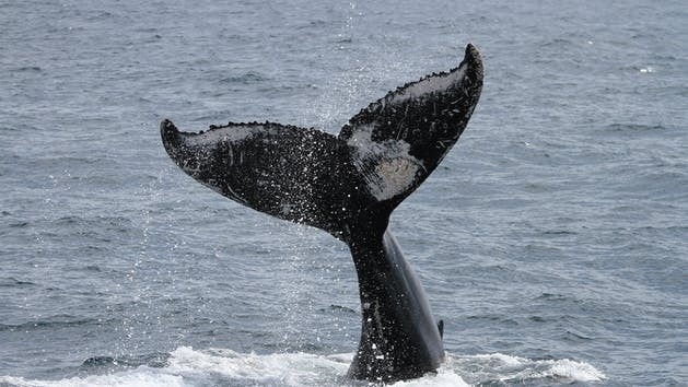 Exclusive Whale Watch with the Experts | Hawaii Adventure Center